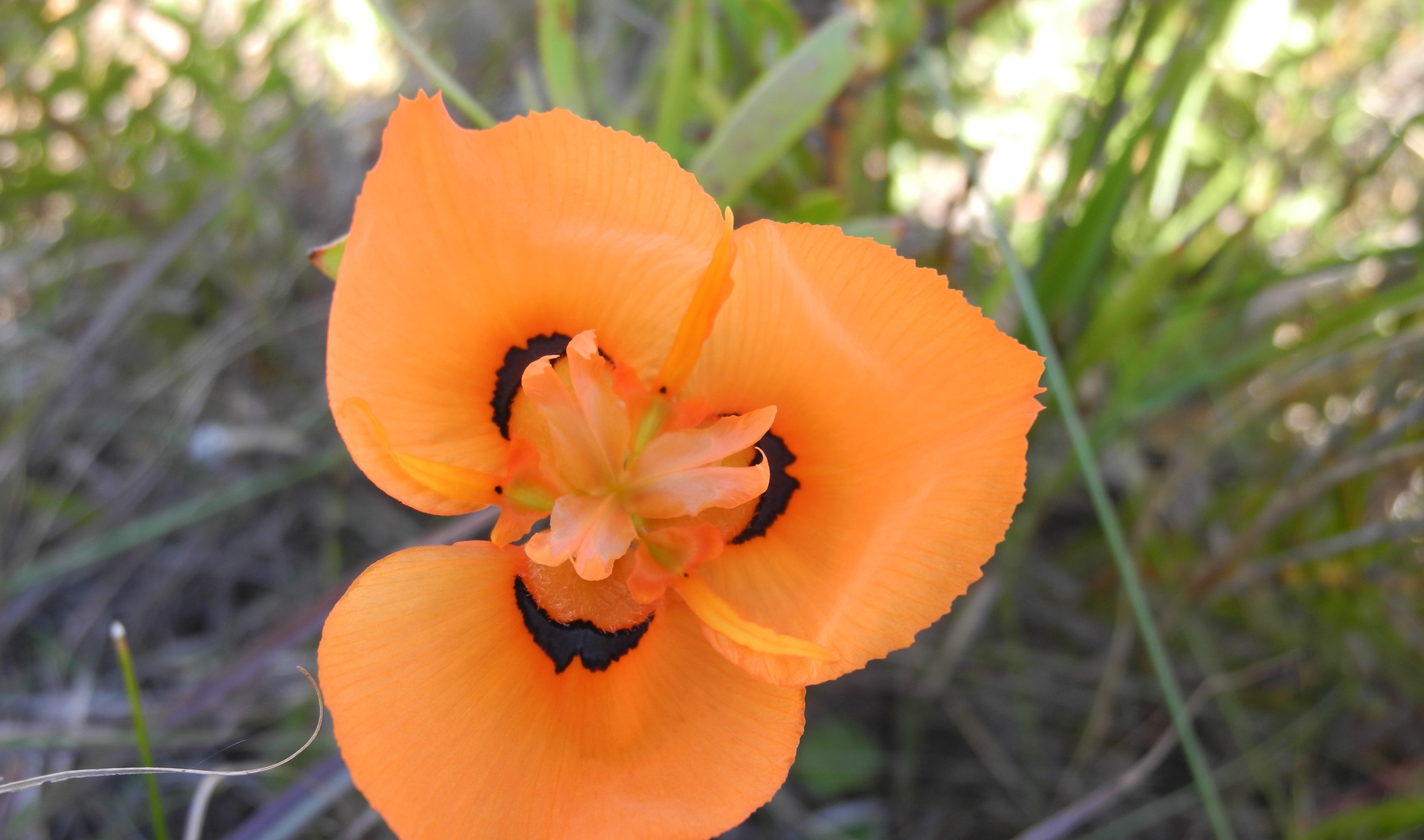 Renosterveld Conservancy | Gallery